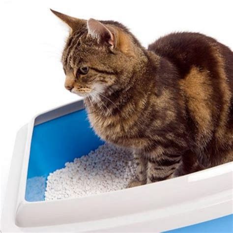 Natural Tapioca Cat Litter Flushable Dust Free Eco Friendly
