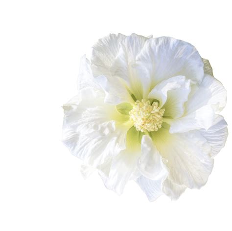 Perfume White Fuyo Unforgettable 9413 Lê Mai Store Lmvn