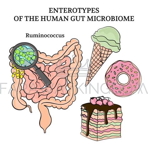 Microbiome Enterotypes Ruminococcus Medicine Clip Art Vector Inspire
