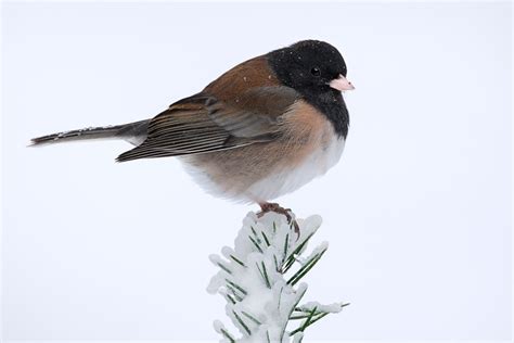Dark Eyed Junco Oregon Junco 4