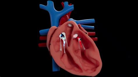 Cardiac Circulation Overview Backgrounds Motion Graphics Ft Heart
