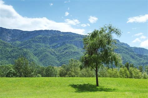 Spring Alps Stock Image Image Of Grass Forest Sunny 276561493
