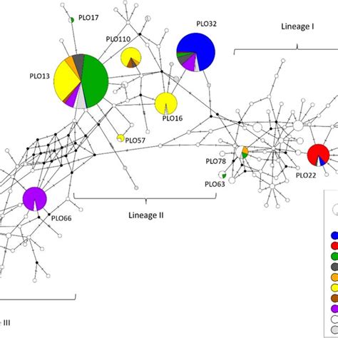 Haplotype Network Of D Loop Sequences The Size Of The Pie Charts Is Download Scientific