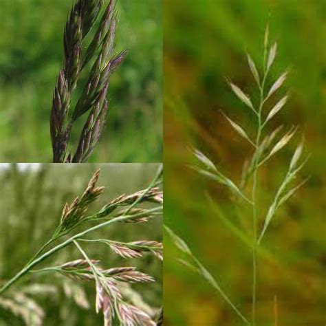 Seeds For Planting Festuca Rubra Seeds Red Fescue Creeping Red