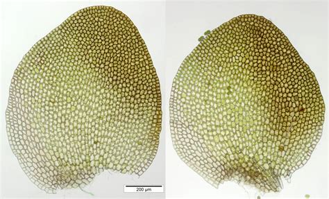 Consortium Of Bryophyte Herbaria Image Details 1706551
