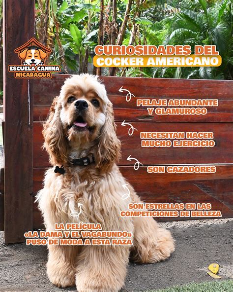 Escuela ¿sabías Que El Cocker Americano Es Una De Las Razas Más