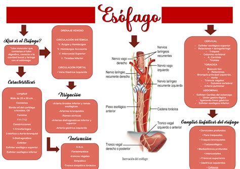 Repaso Anatomía Esófago Esófagoesófago Tubo Muscular Que Comienza El