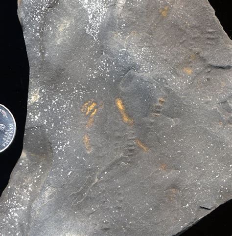 Xiphosuran Member Collections The Fossil Forum