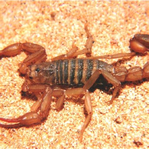 Vaejovis Deboerae Sp Nov Holotype Female 2 Dorsal View 3 Ventral Download Scientific