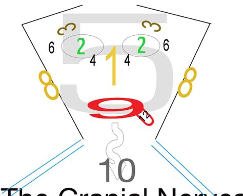 Cranial Nerves Diagram Quizlet
