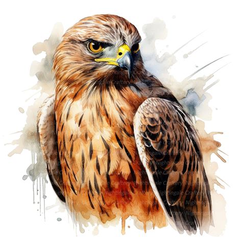 11 Hawk Clipart Watercolor Hawk Digital Clipart Watercolor Clipart