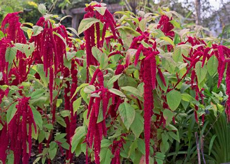 Love Lies Bleeding Amaranth Seeds Bucktown Seed Company