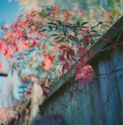 Anthotype Using Beetroot Juice To Print A Photo R Analog