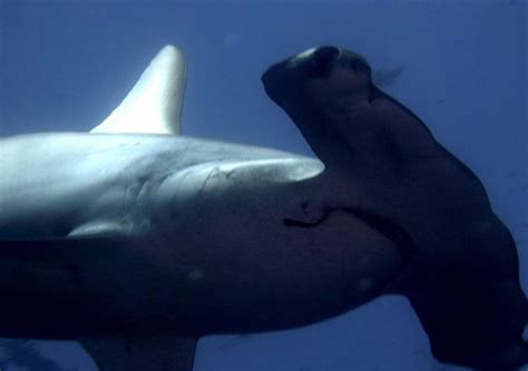 La Cites Extrema Control Del Comercio De Especies De Tiburones Rayas Y Ranas Agencia