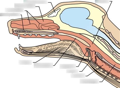 Diagram Of Upper Respiratory System Diagram Quizlet Diagram Of Upper Respiratory System Diagram Quizlet