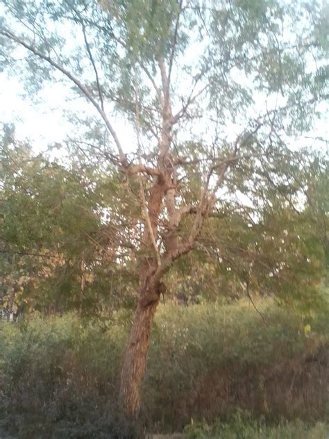 आइए जानें मुनगा पेड़ से मिलने वाले लाभ के बारे में