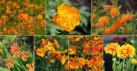 Pics Of Orange Flowers