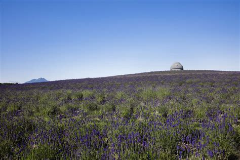 Tadao Ando Surrounds Huge Buddha Statue With Lavender Covered Mound