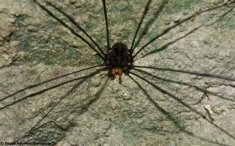 Opilión In A Cave Of Burgos October 16 2010 David Herrero Flickr