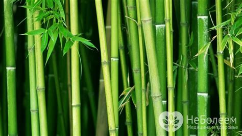 Бамбук свойства калорийность применение