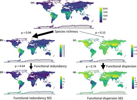 Global Trade‐offs Of Functional Redundancy And Functional Dispersion For Birds And Mammals