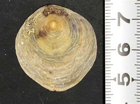 Yahooオークション カサガイ類 貝殻標本