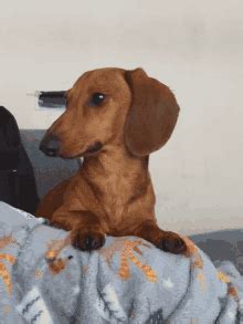 Dachshunds S Tenor