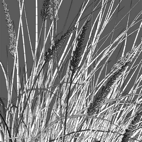Muhlenbergia Rigens Deer Grass 3d Model Download Maxve