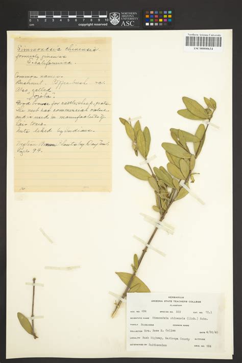 Jojoba Plants In Arizona Desert Botanical Garden