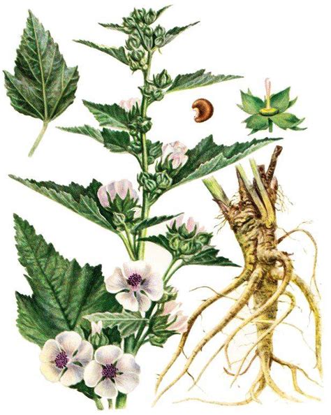 Althea Plant Traditional Properties And Uses