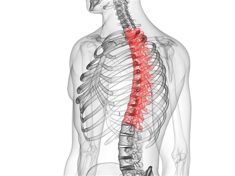Thoracic Vertebrae Anatomy