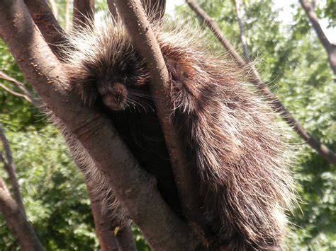 Definitive Guide To North American Porcupine Facts Habitat