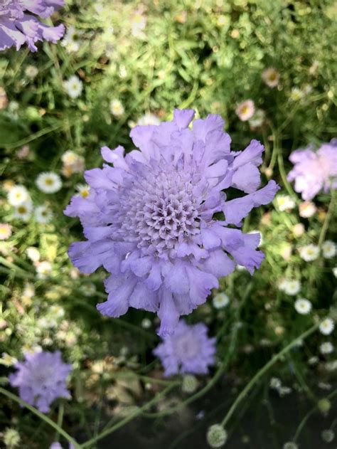 5521 Field Scabius Knautia Arvensis 2manyplants On Tumblr