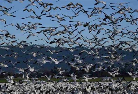What Birds Migrate South For The Winter Revealed