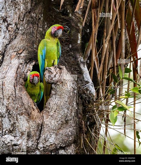 Two Large Chickens Of The Great Green Macaw Ara Ambiguus At Their Nesting Burrow In The