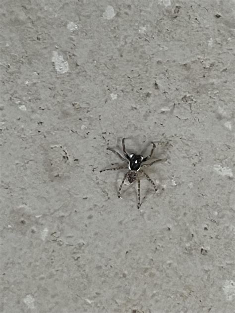 What Is This Spider Rwhatsthisbug