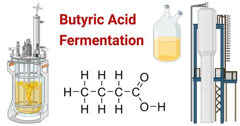 Butyric Acid Fermentation Definition Principle Steps Uses