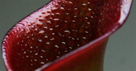 You Think The Venus Flytrap Is Erotic I Raise You A Heliamphora Sarracenioides Oc Imgur