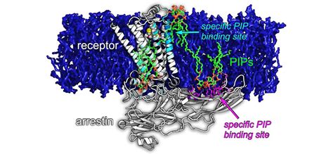 Pip 2 Another Player In Biased Signaling Of G Protein Coupled Receptors Gauss Centre For
