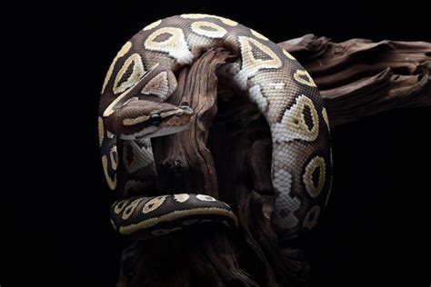 Premium Photo A Ball Python Coiled Around A Tree Stump