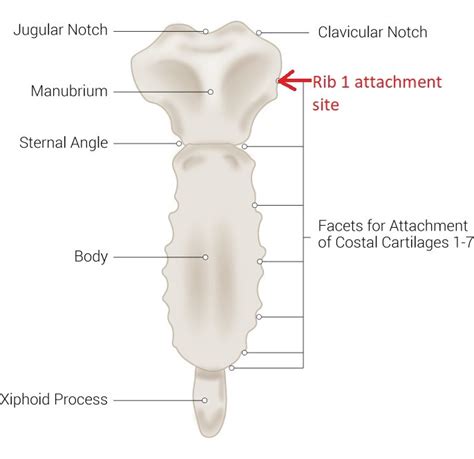 Jugular Notch Jugular Notch Flickr