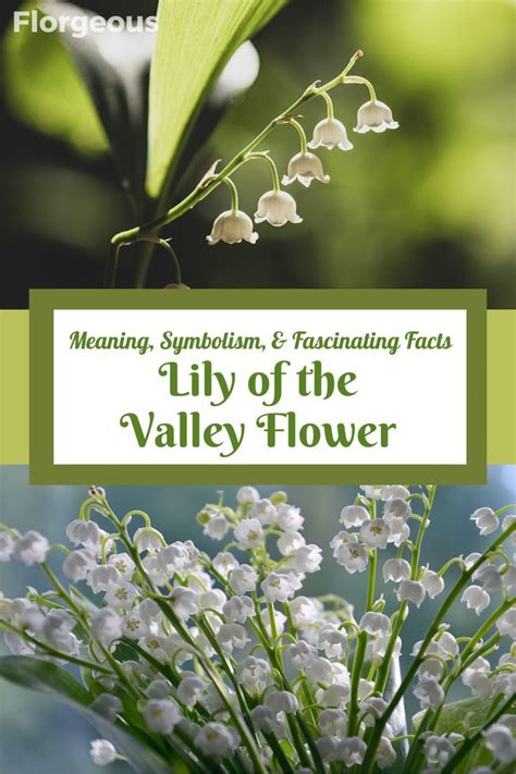 Lily Of The Valley Flower Meaning