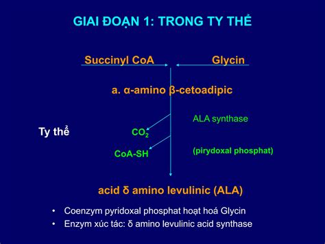 Chuyển hoá Hemoglobin bài giảng chương trình y khoa | PDF