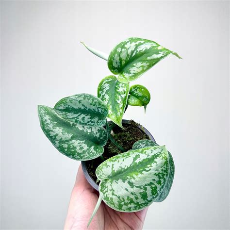 Scindapsus Pictus Trebie Scindapsus Pstry Don9cm • Cena Opinie