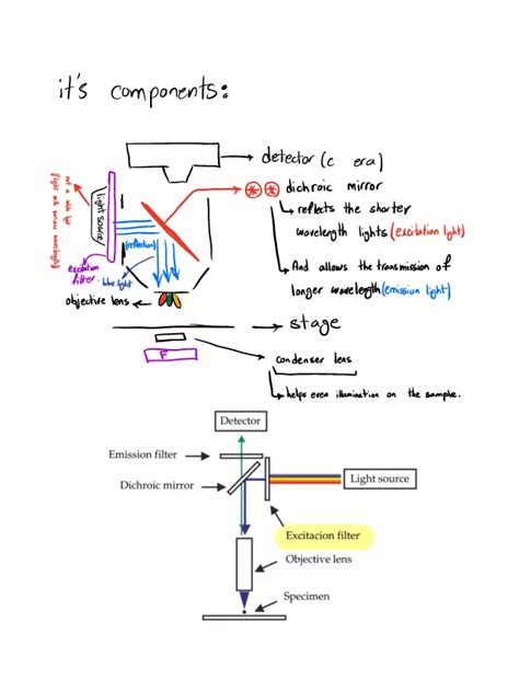Fluorescence Microscope Notes Edubirdie