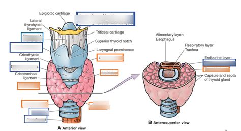 Thyroid Gland Anatomylabeled Diagram Worksheetshuman Organsscience Activity Educational Images