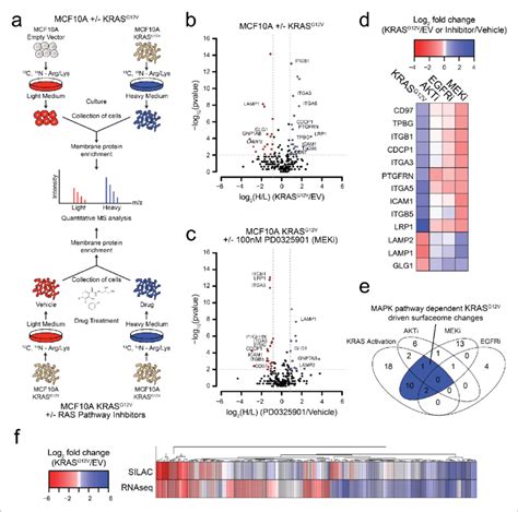 Oncogenic Kras Signaling Coordinately Regulates The Expression Of Cell