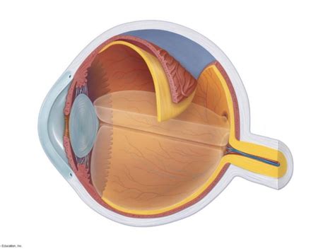 Vasular Layer Diagram Quizlet