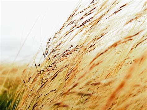 Page 27 Wheatgrass Images Free Download On Freepik