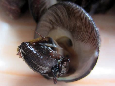 シッタカガイ（シッタカ貝、尻高貝）【かぎけんweb】